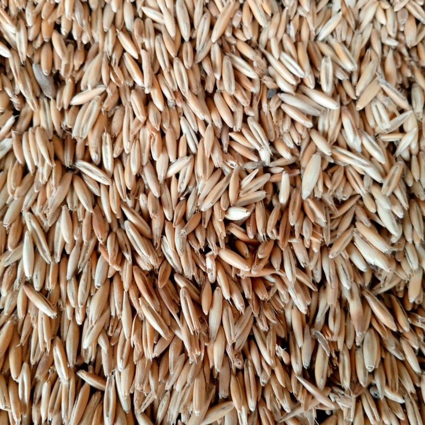 Овес и зерно отход