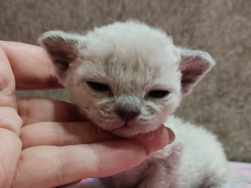 Кудрявые котята Девон Рекс