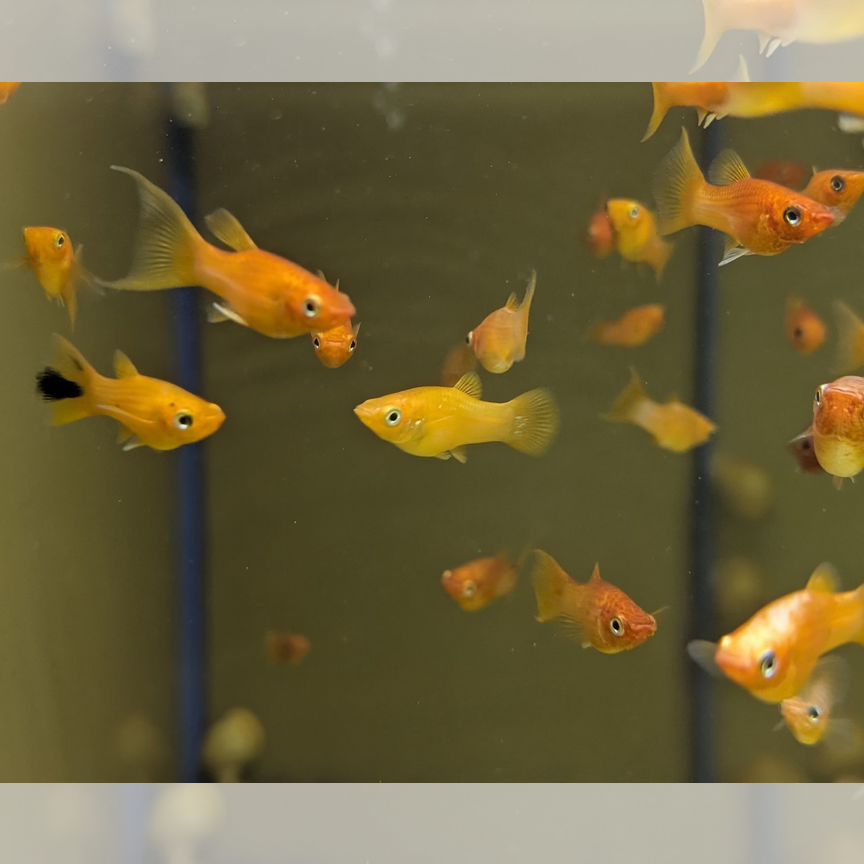 Моллинезии в ассортименте на Гарибальди