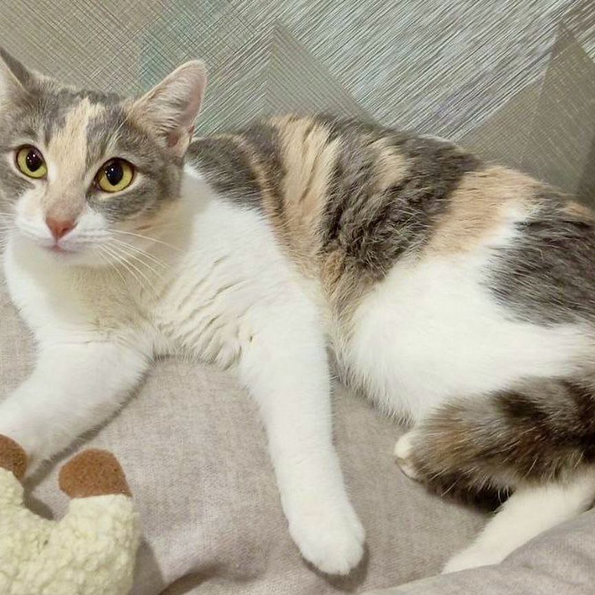 Взрослая, Девочка кошка в добрые руки