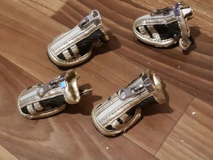 Одежда для питомца