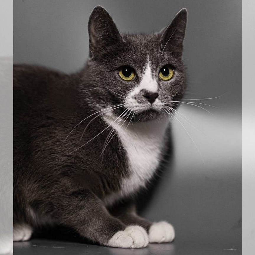 Взрослая, кошка в добрые руки