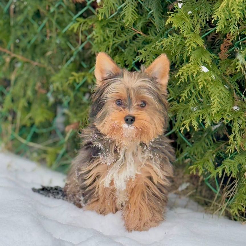 Йоркширский терьер, щенок