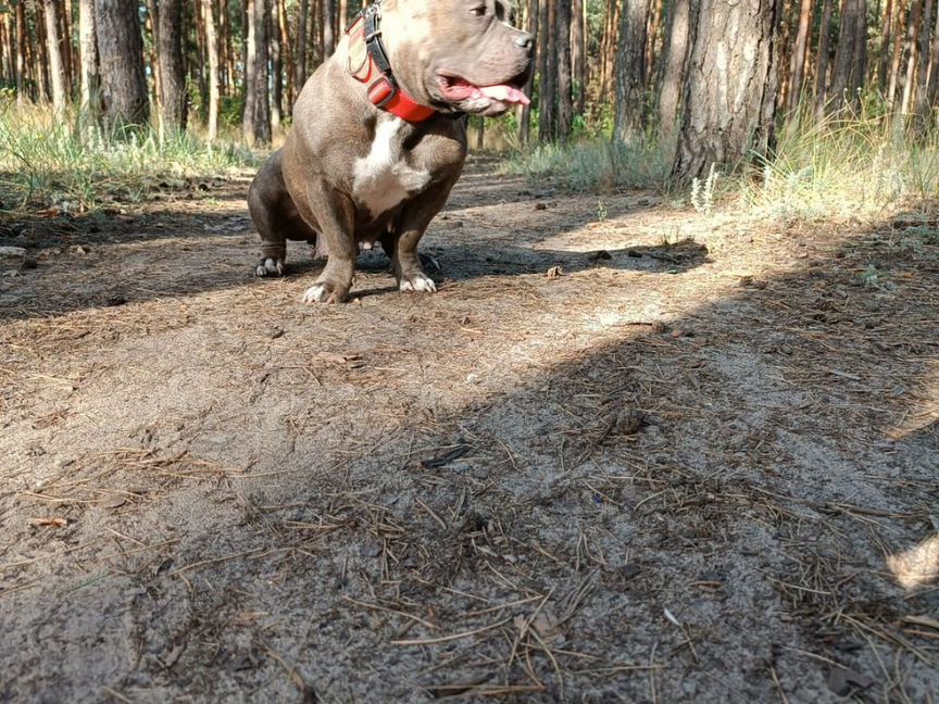 Американский булли девочка