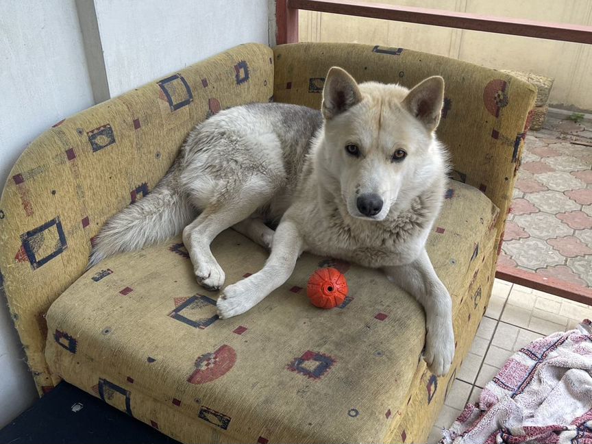 Найдена собака