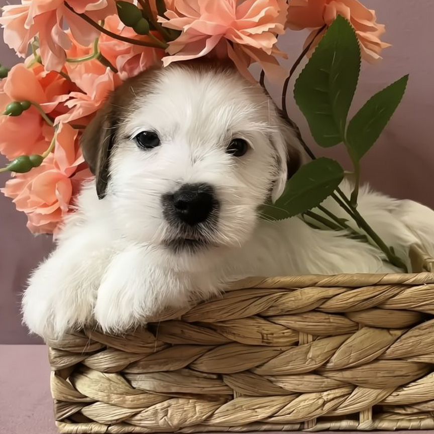 Джек-рассел-терьер, щенок