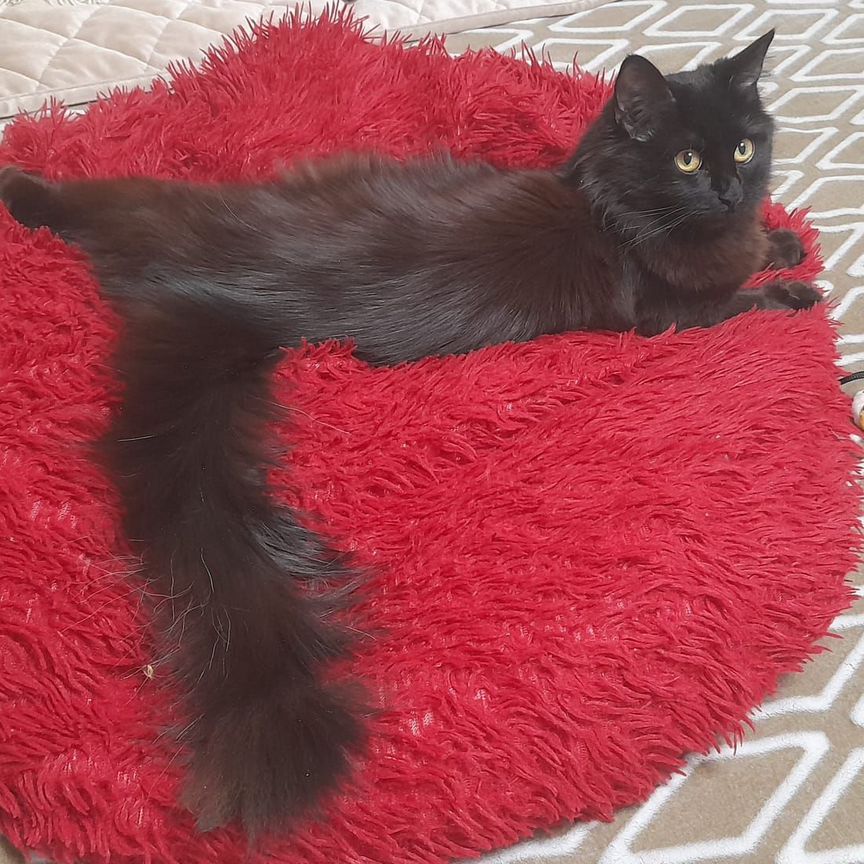 Монесса, метис, ищет кота