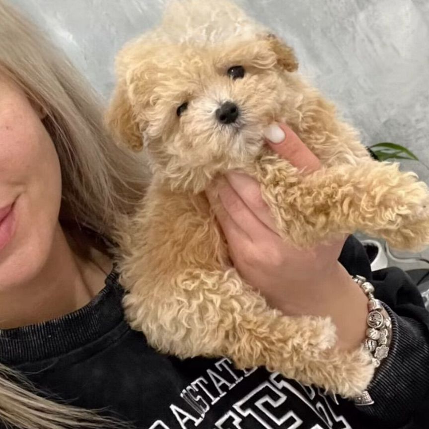 Мальтипу, щенок