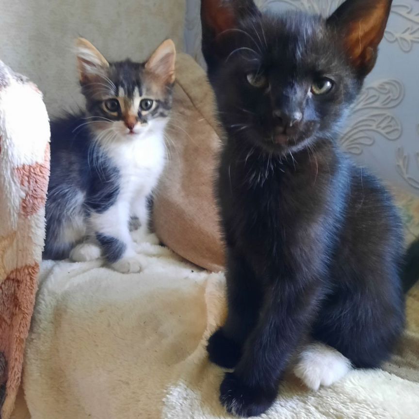 Котятки в добрые руки