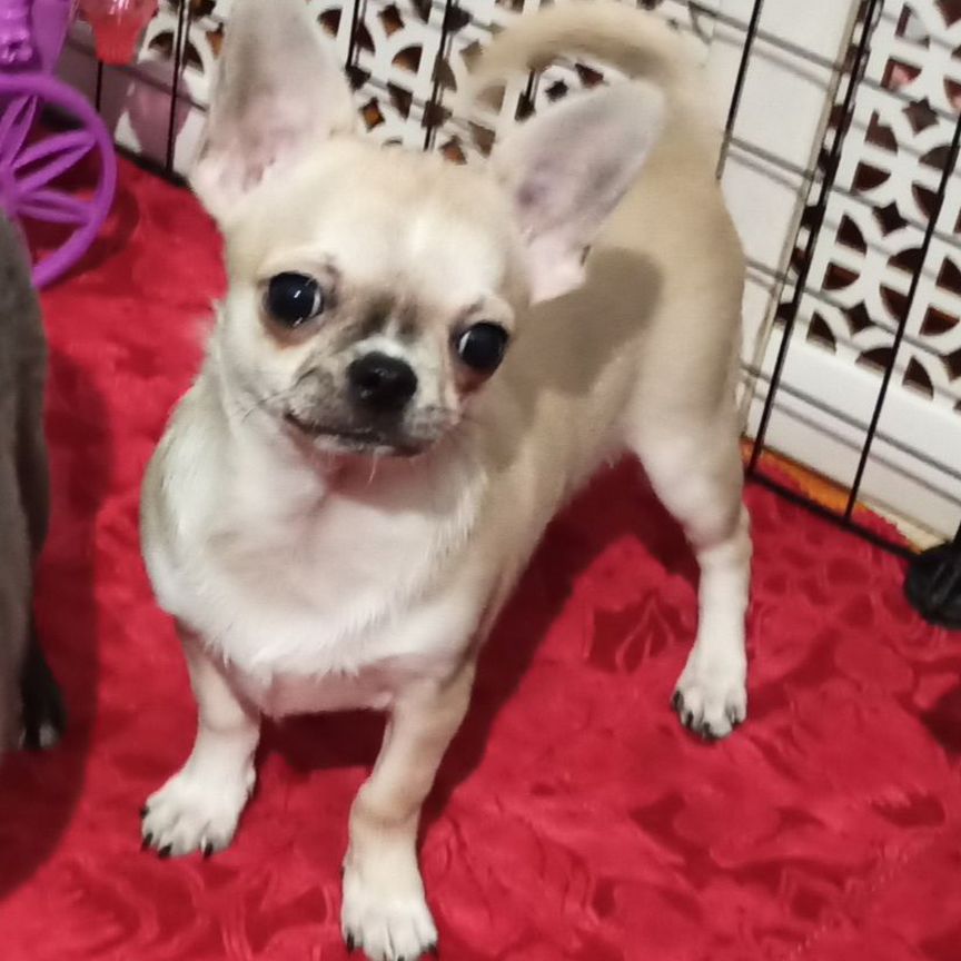 Чихуахуа, щенок