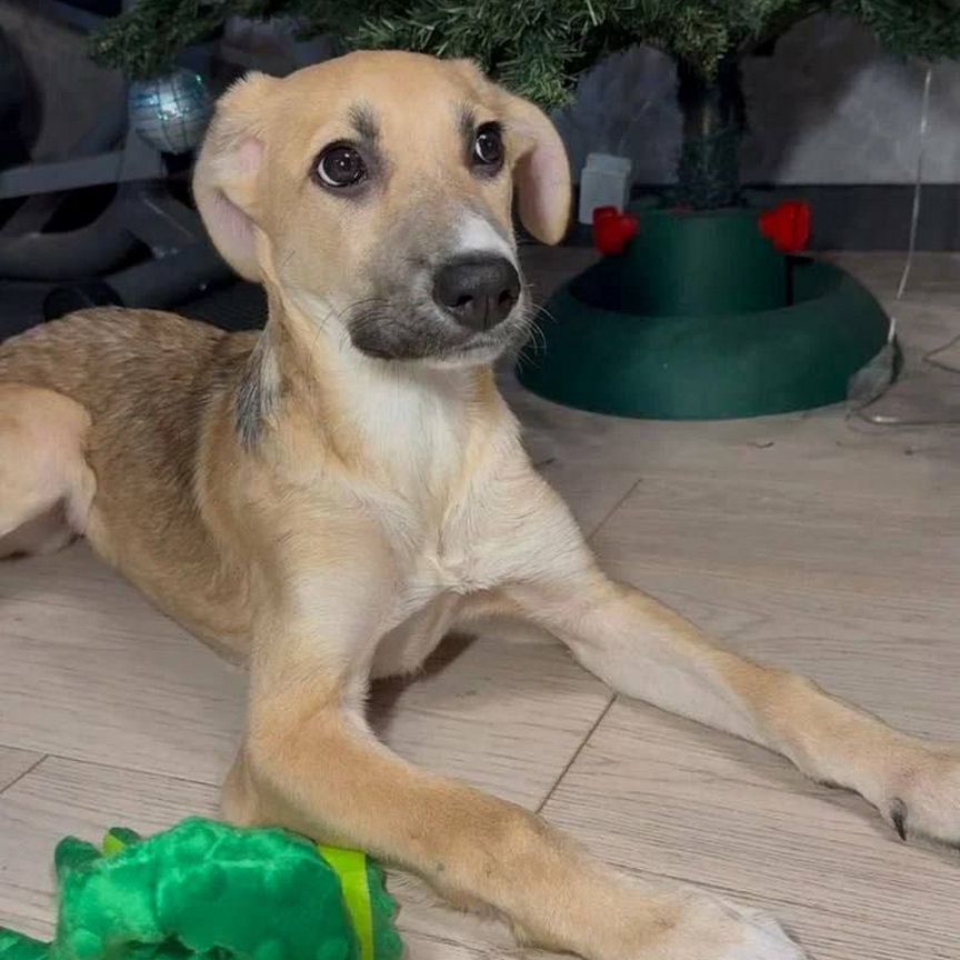 Ласковая девочка в добрые руки