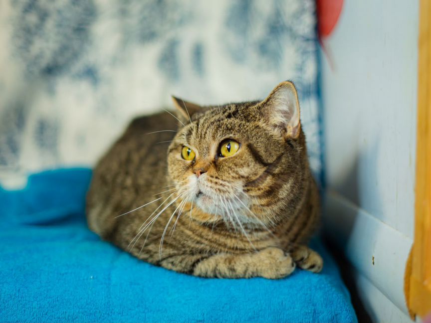 Мягкая булочка ждёт свою семью