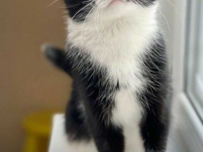 Котик