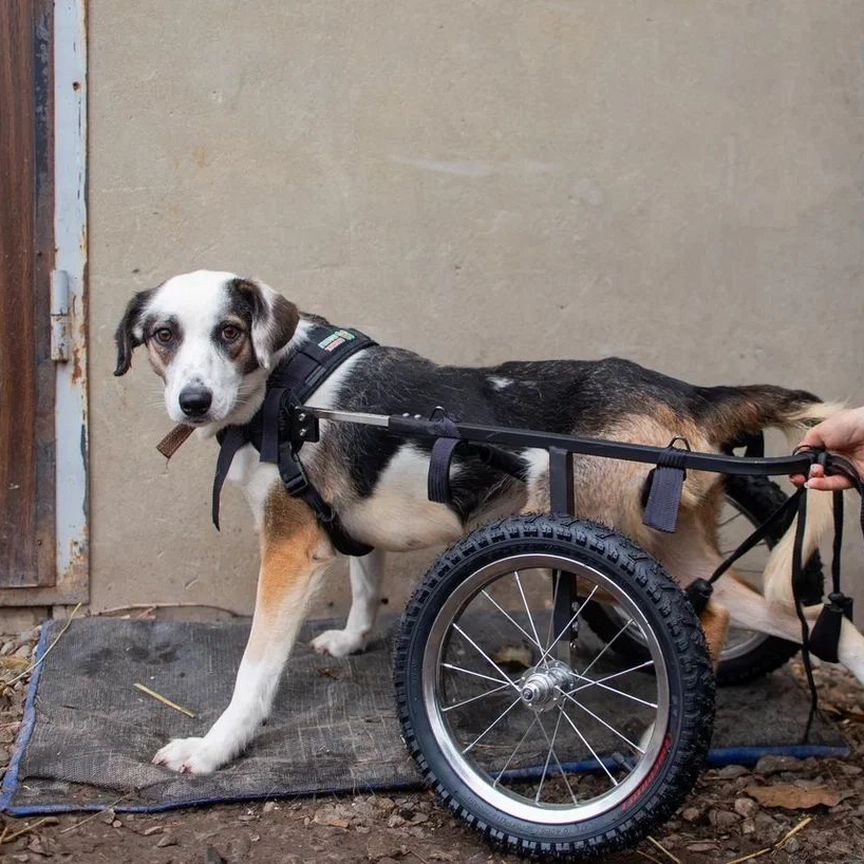 Собака Вишня в добрые руки