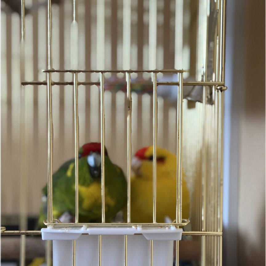 Попугай какарик