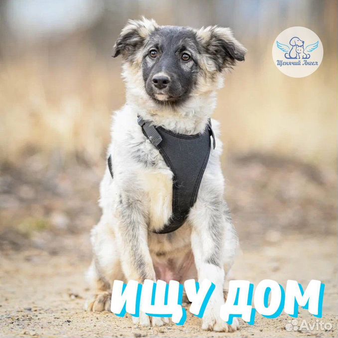 Малышка Марго ищет хозяев