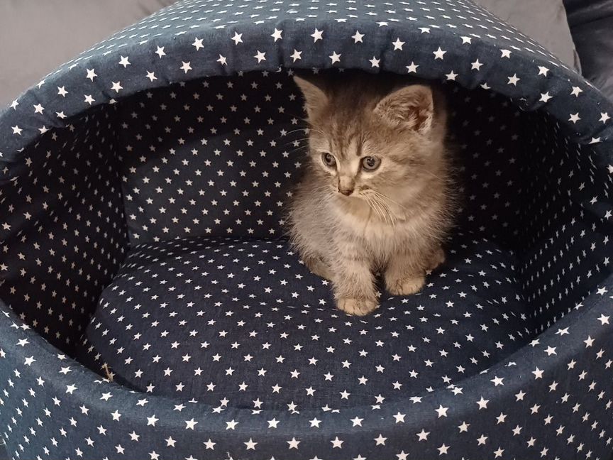 Котёнок в добрые руки