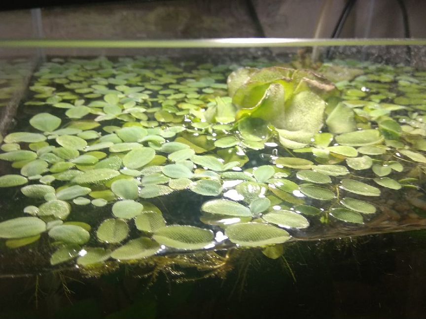 Аквариумные растения