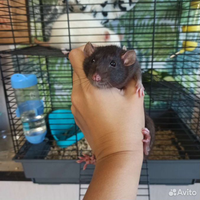 Ручные крысы