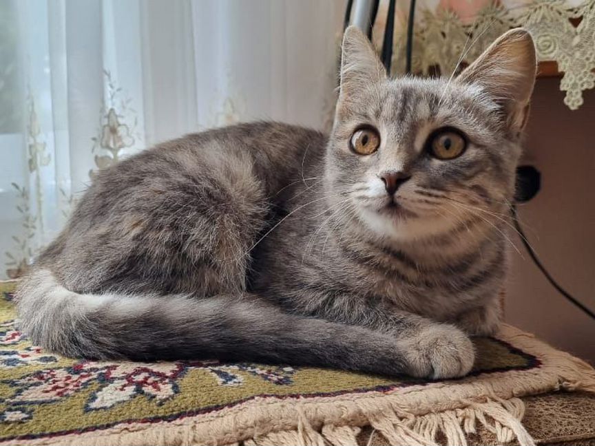 Шотладская кошечка