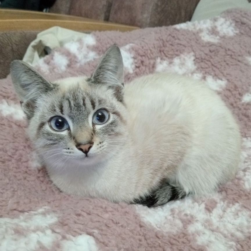 Отдам кота в добрые руки