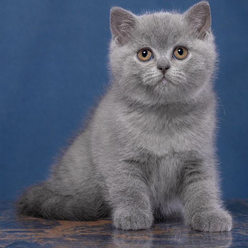 Британские котята короткошерстные