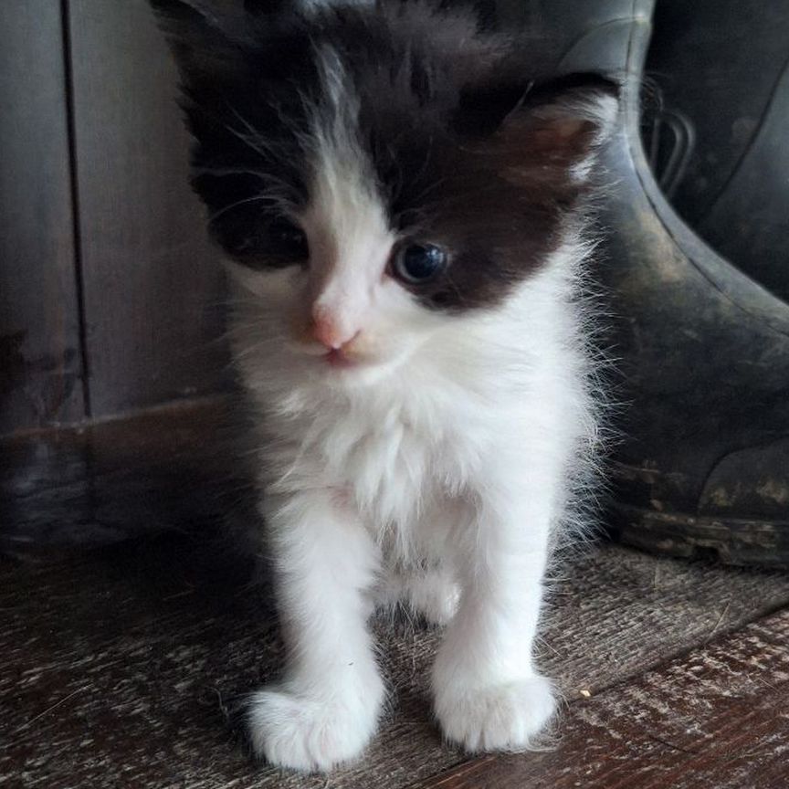 Котёнок в добрые руки