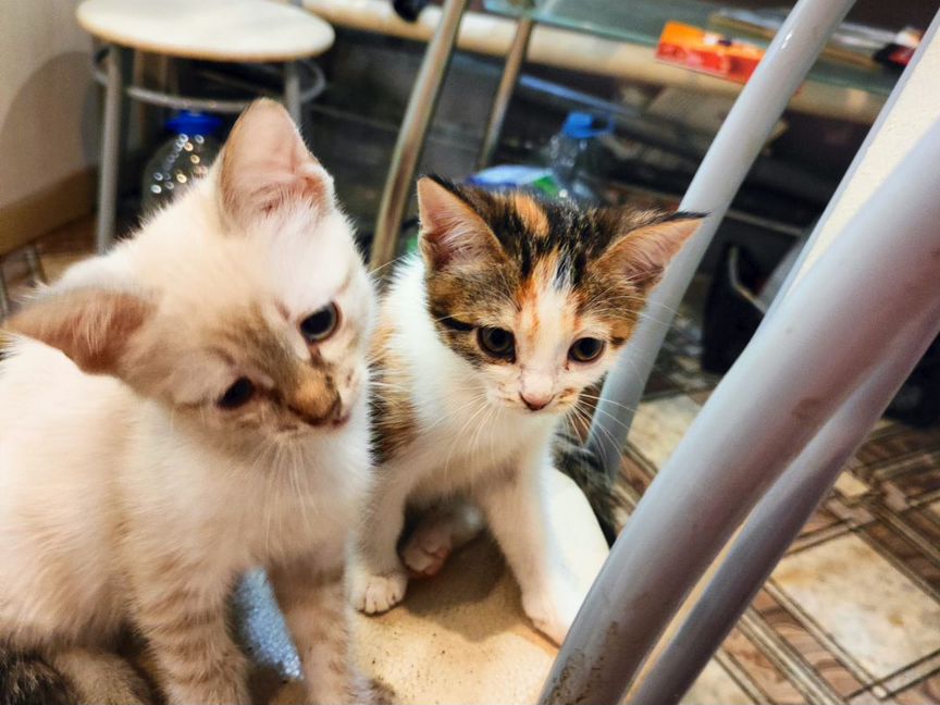 Котята в добрые руки