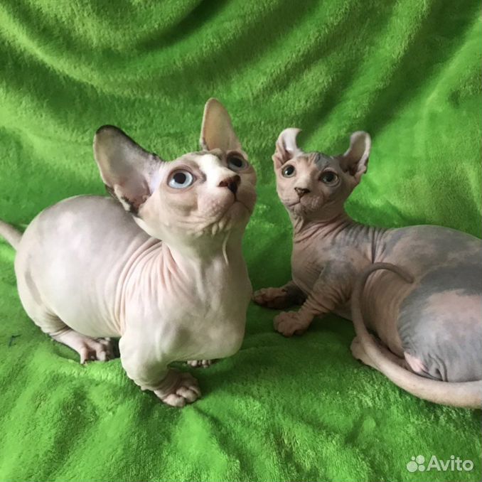 Канадский сфинкс, бамбино и двэльф