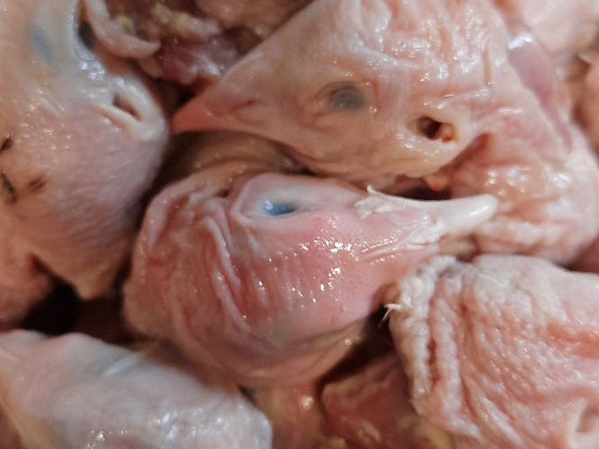 Корм для собак, кошек, хорьков, сов и т.д