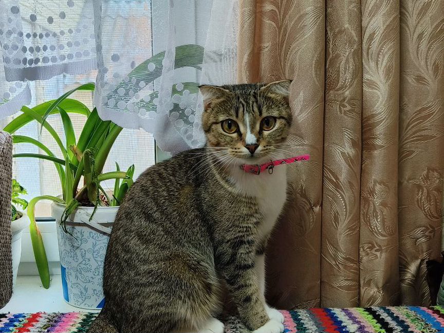 Шотландская вислоухая кошка