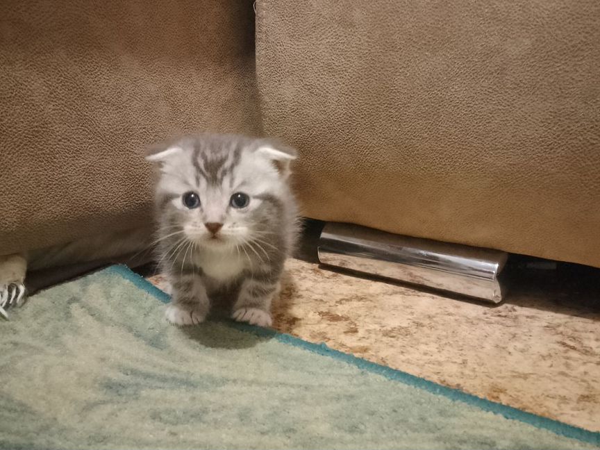 Котята красивые породистые