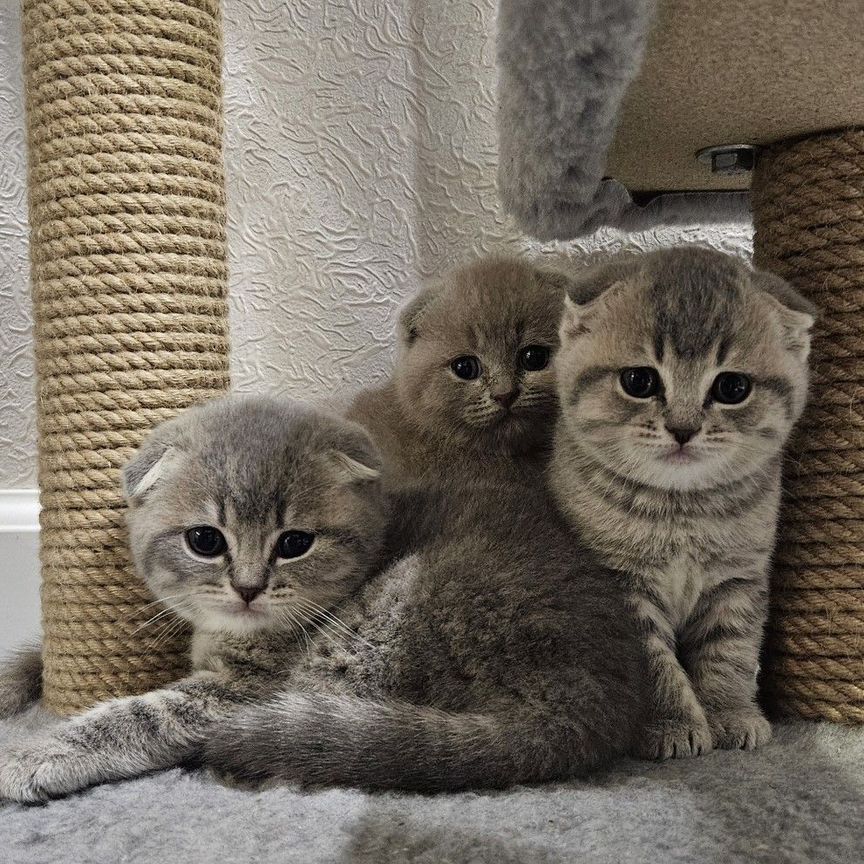 Шотландские вислоухие котята