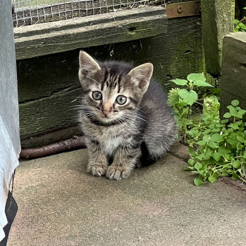 Котята в добрые руки мальчики 2 месяца