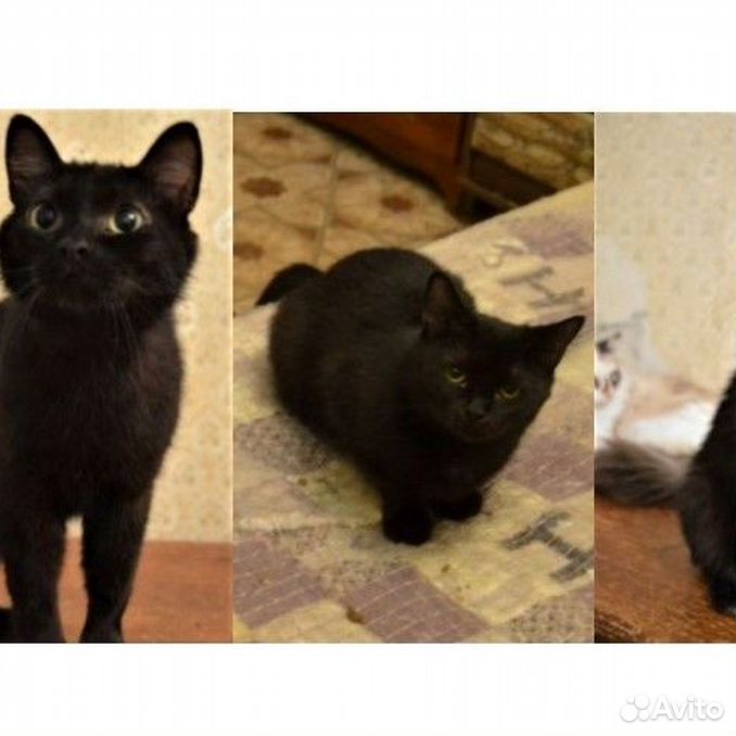 Отдам молодых черных котов. Кастрированы