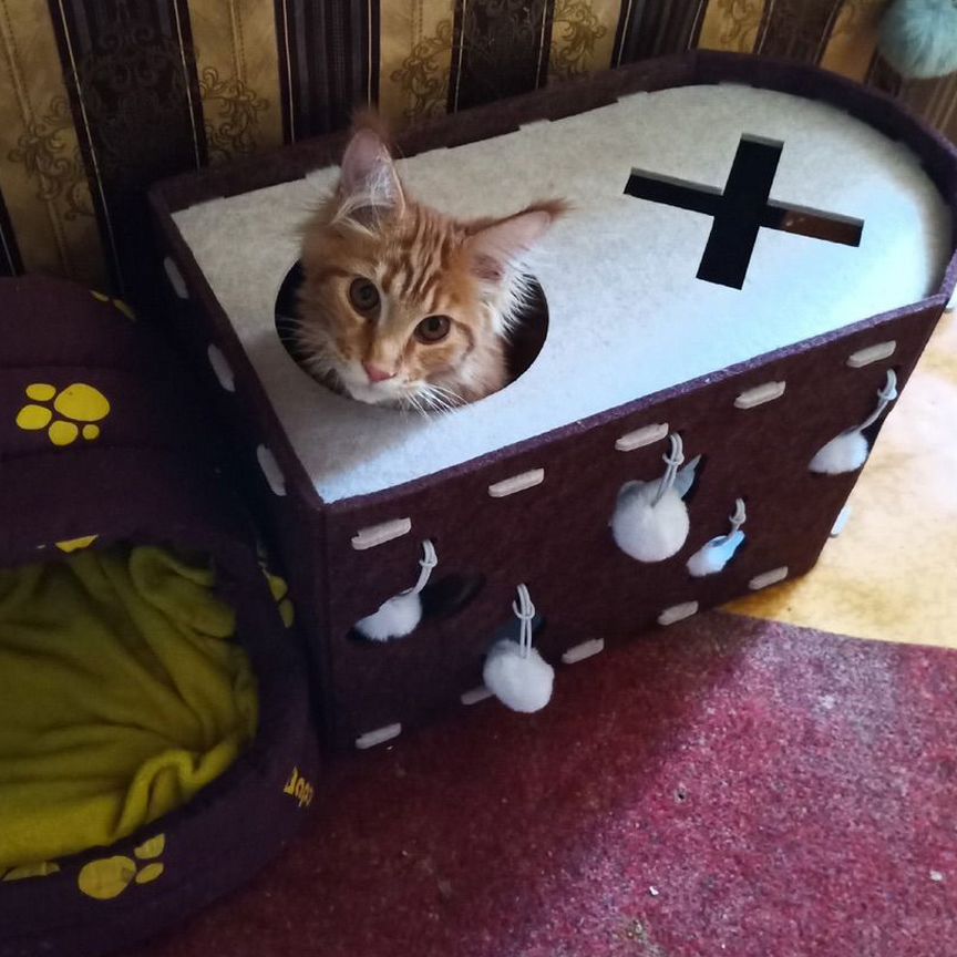 Мейн-кун котёнок