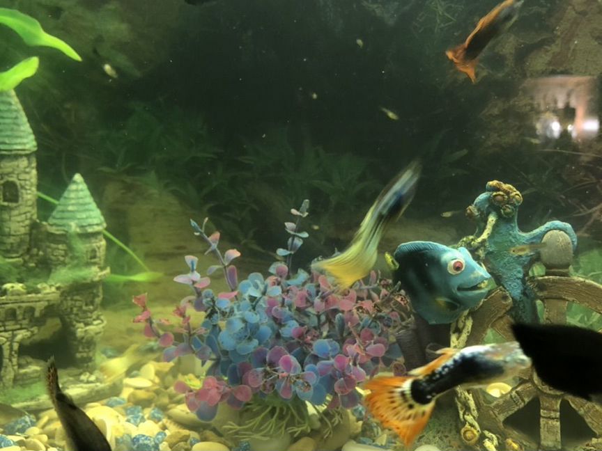 Аквариумные рыбки