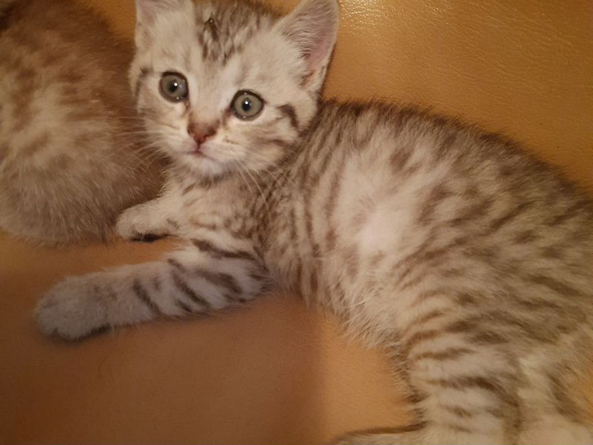 Британские котята