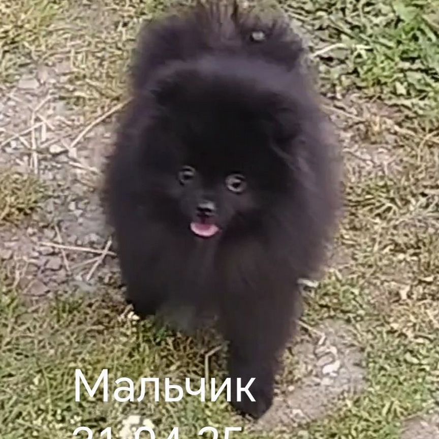 Щенки померанского шпица