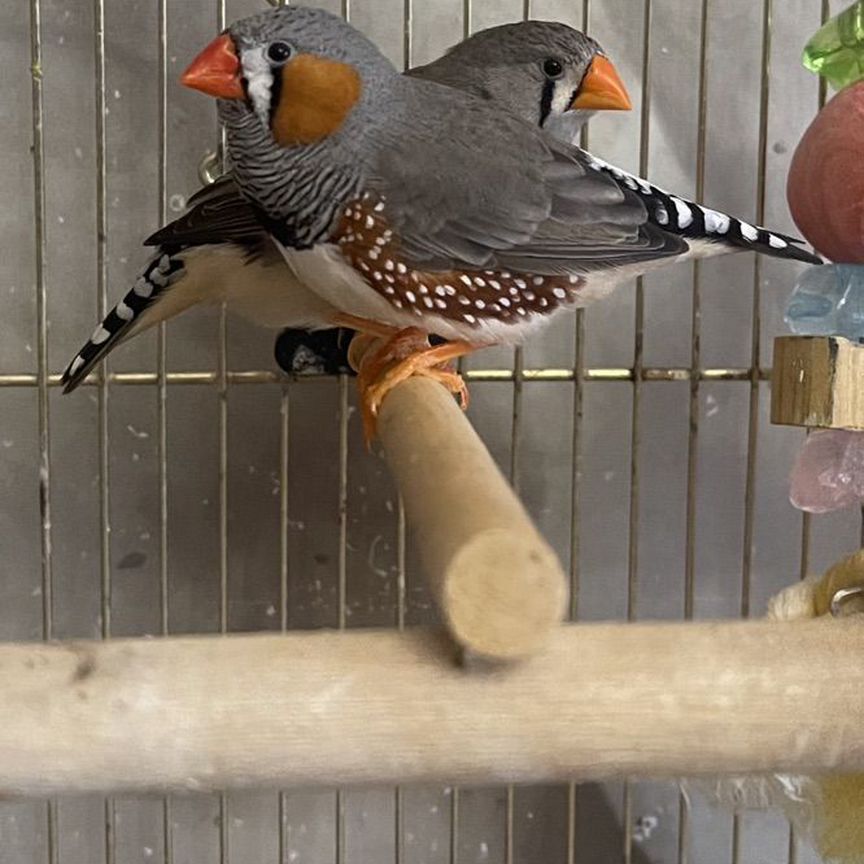 Зебровые амадины