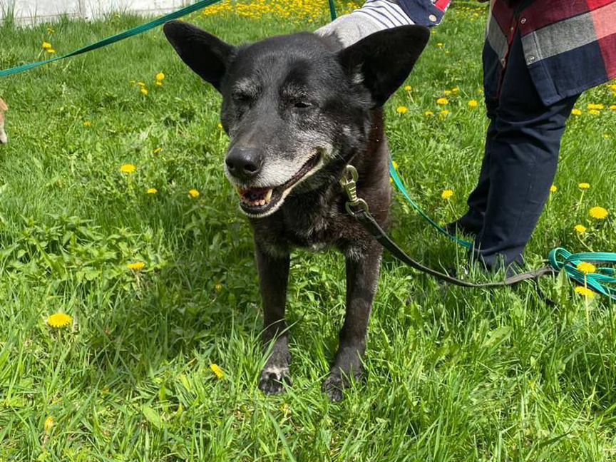 Собака в добрые руки бесплатно ищет дом из приюта