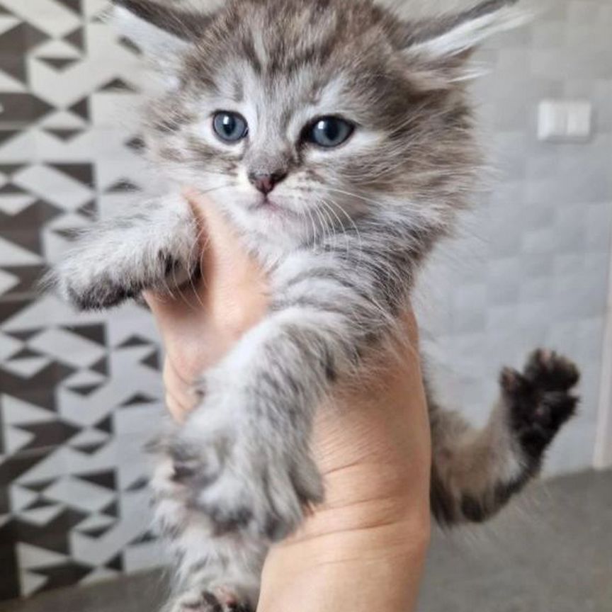 Котёнок в добрые руки