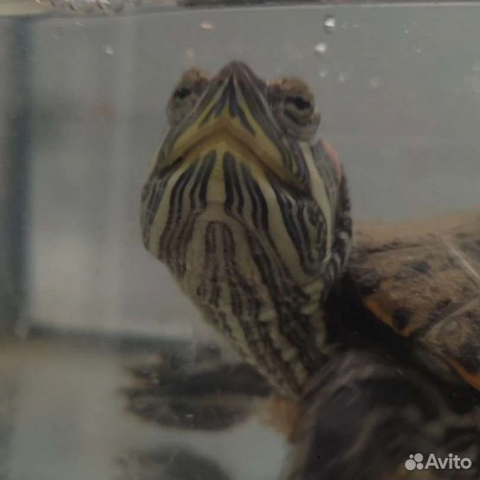 Черепаха с аквариумом