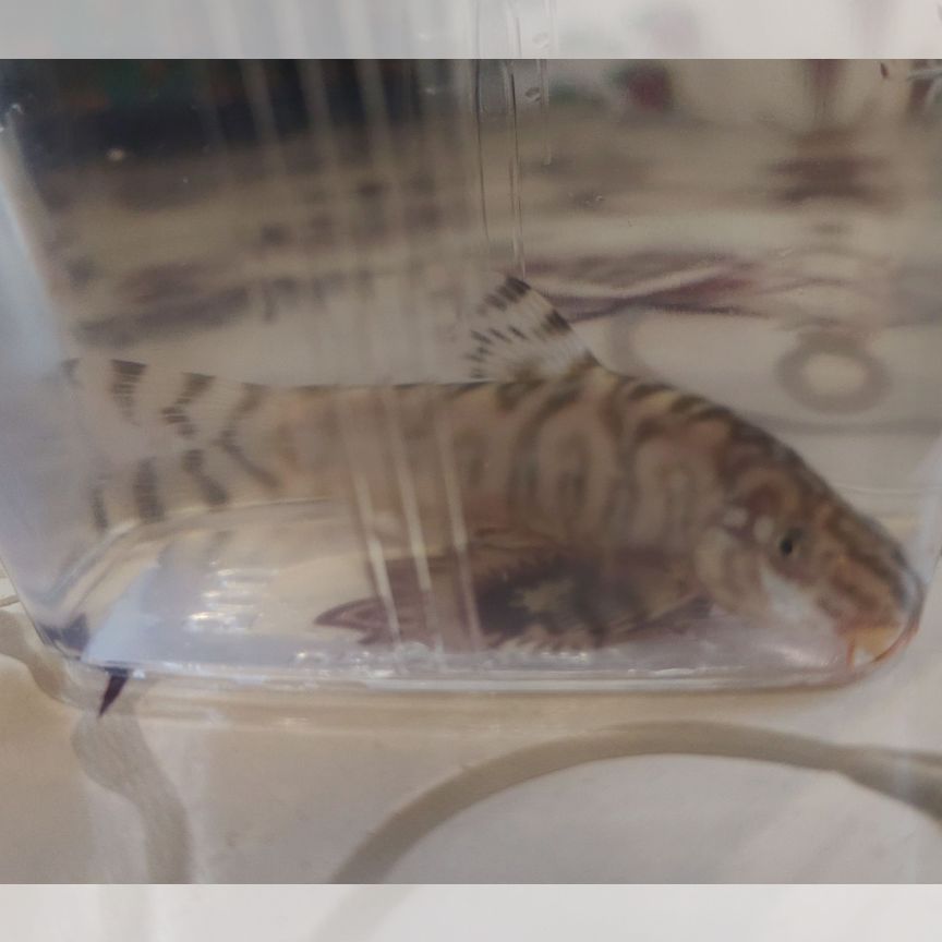 Боция мраморная