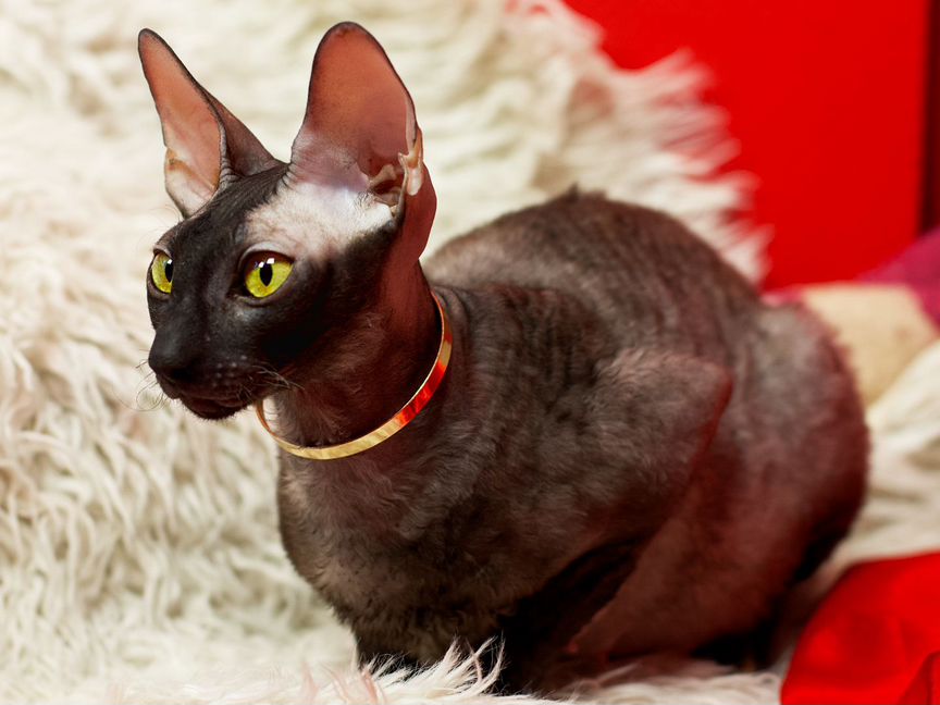 Котята корниш-рекс