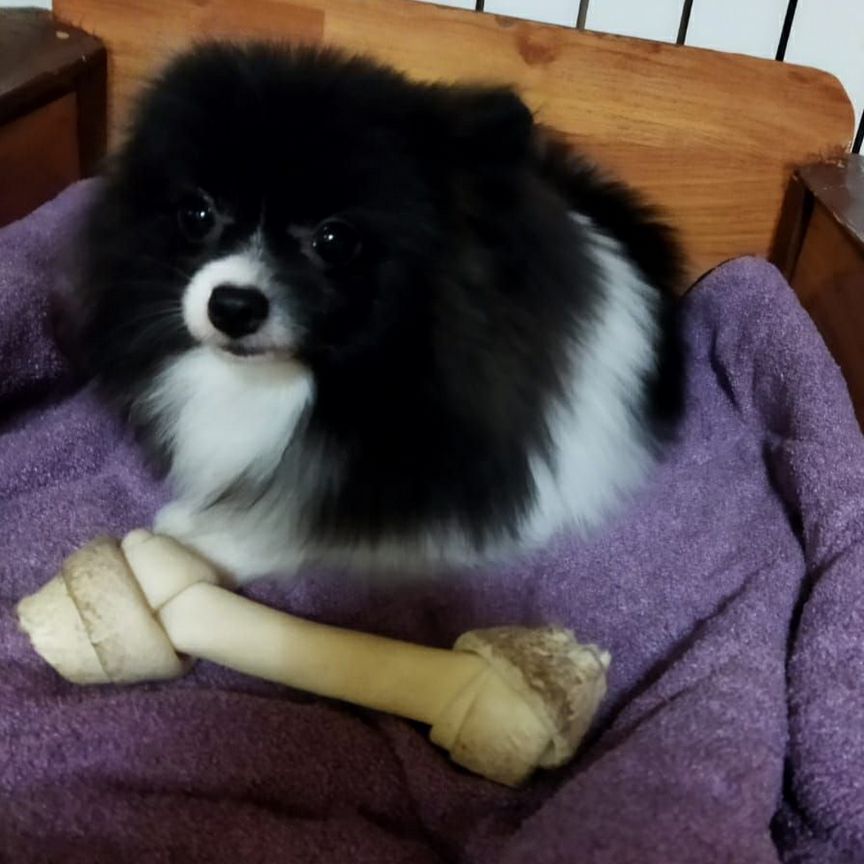 Девочка шпиц РКФ