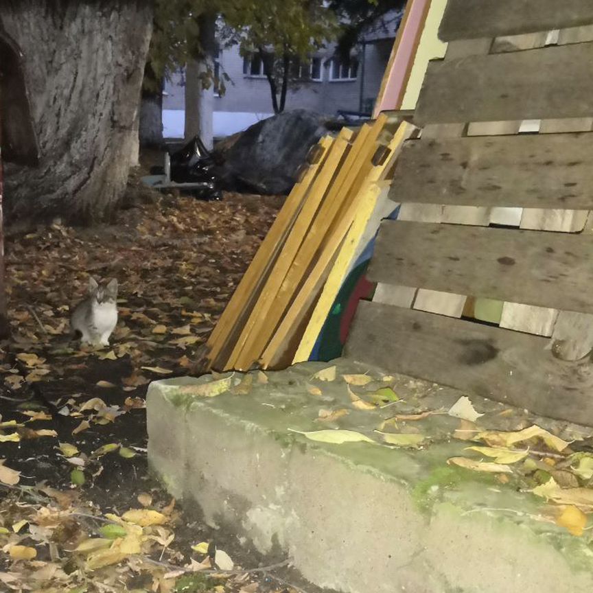 Котята, котенок кот, кошка