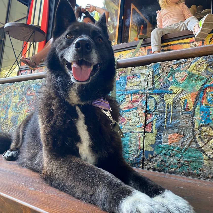 Ласковая собака в добрые руки