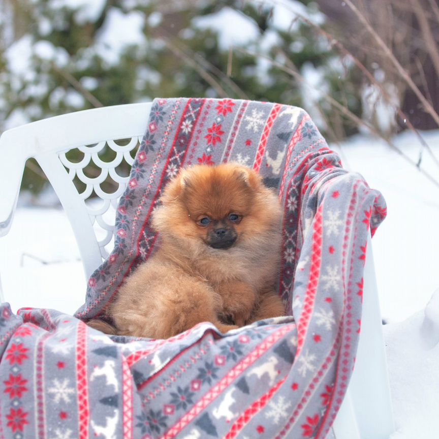 Померанский шпиц