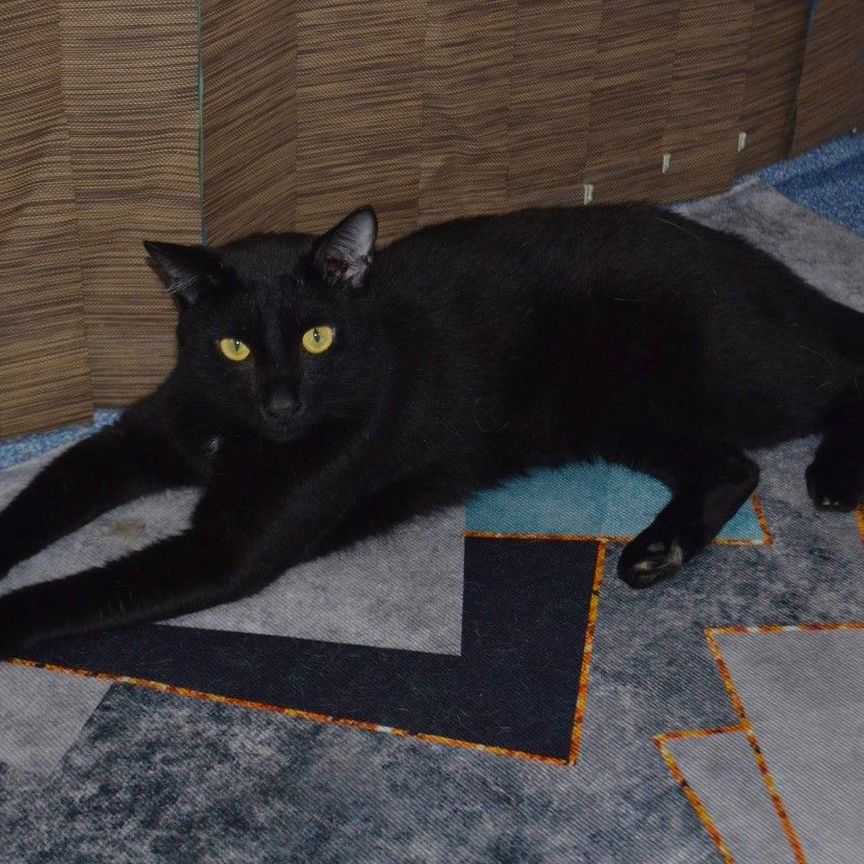 Отдам молодого черного котика Уголька